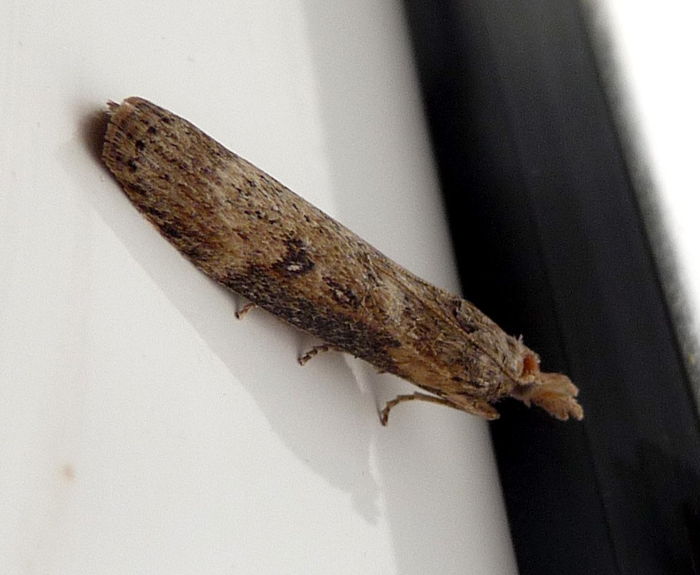 Lamoria (Lamoria) - Picture Insect