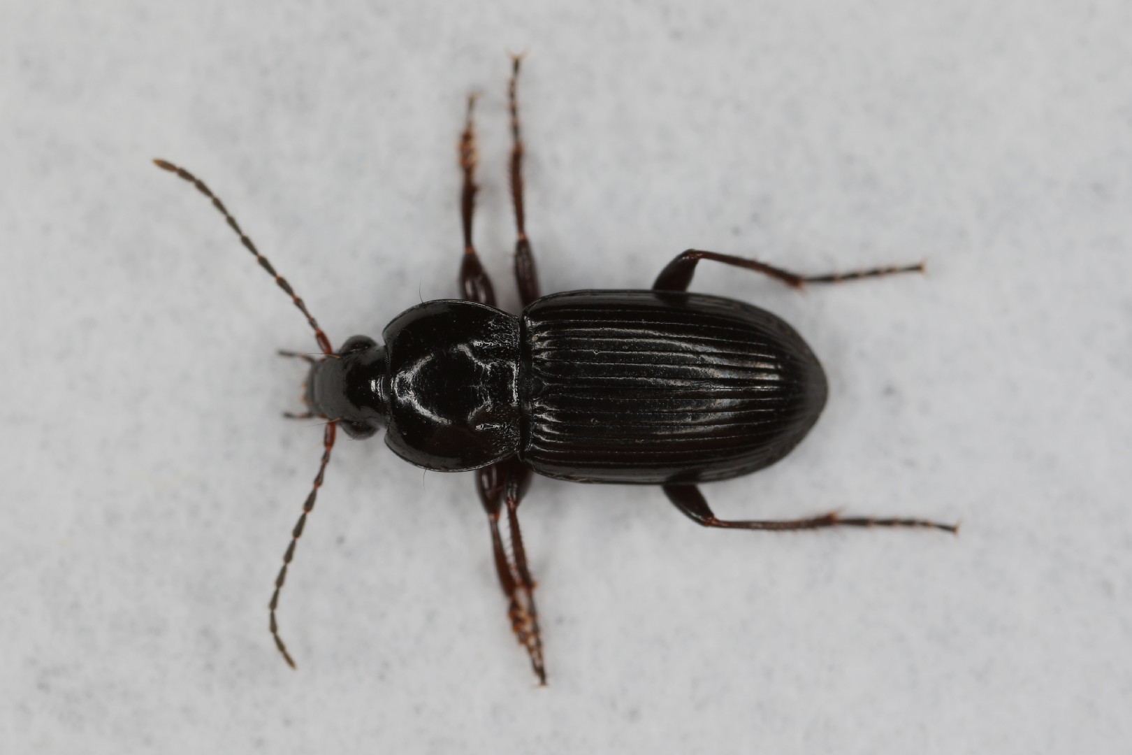 Pterostichus vernalis (Pterostichus vernalis) - Picture Insect