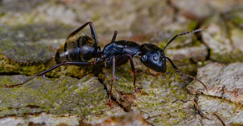 Camponotus pennsylvanicus (Camponotus pennsylvanicus) - Picture Insect