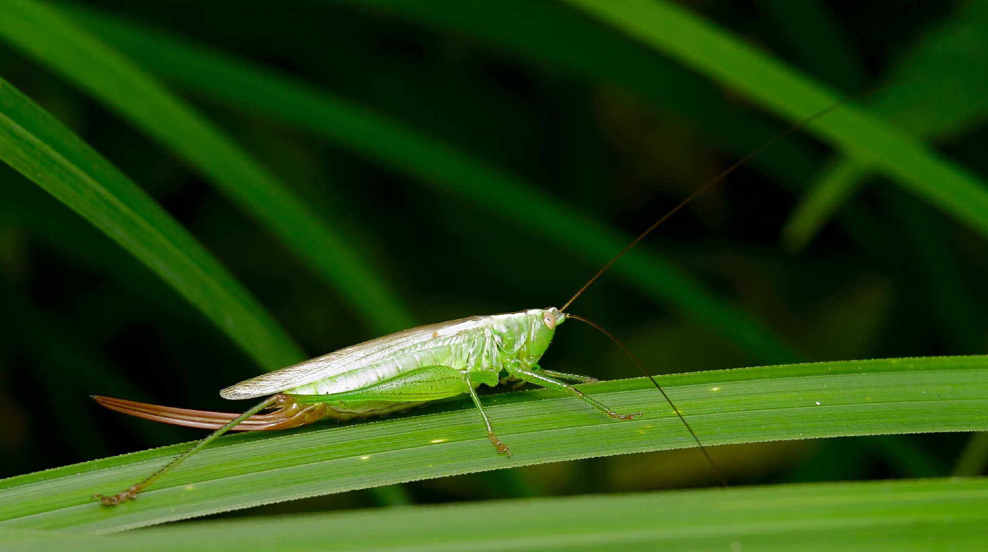 Conocephalus fuscus (Conocephalus fuscus) - Picture Insect