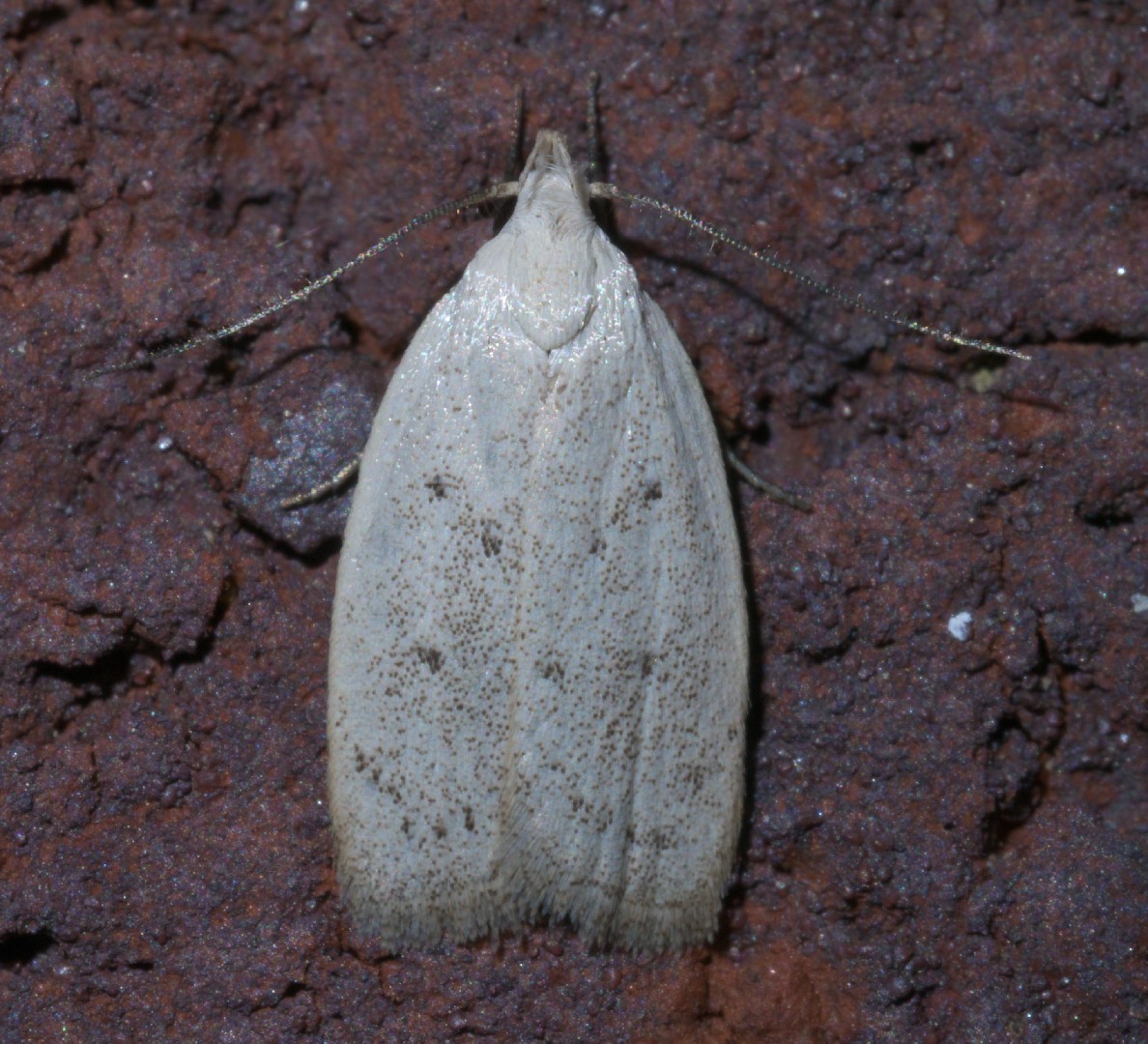 Inga (Inga) - Picture Insect