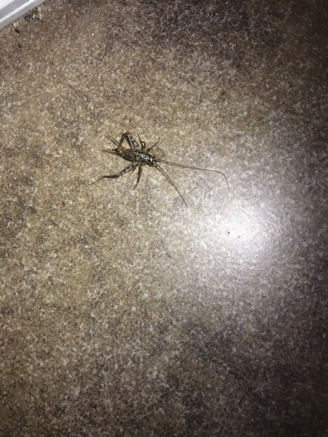 Südliche grille (Eumodicogryllus bordigalensis) - Picture Insect