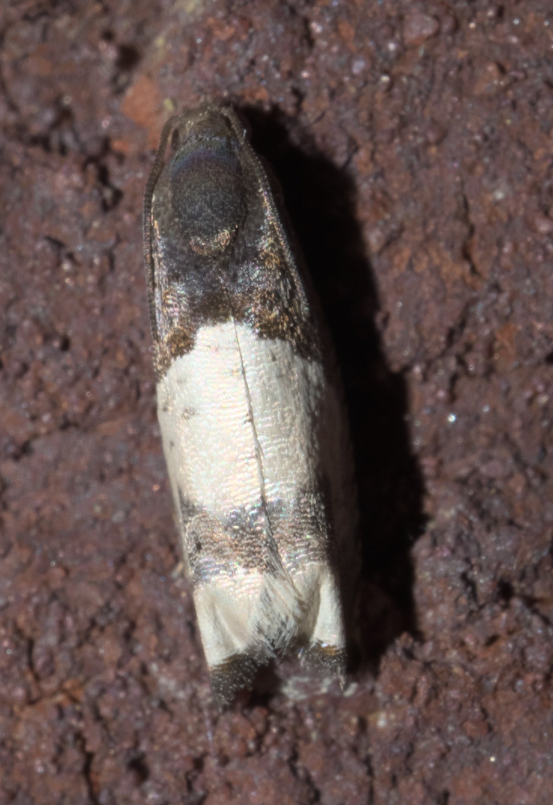 Epiblema (Epiblema) - Picture Insect