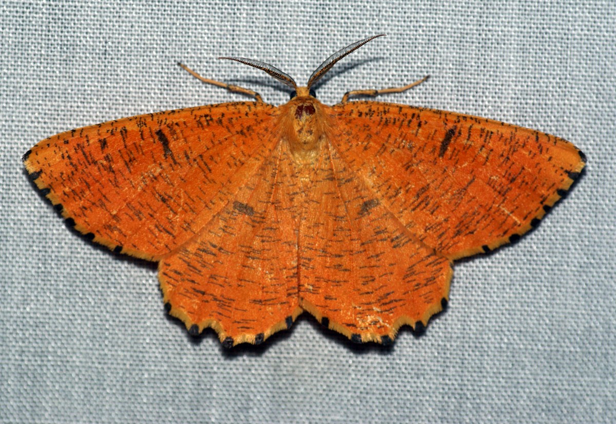 Angerona (Angerona) - Picture Insect