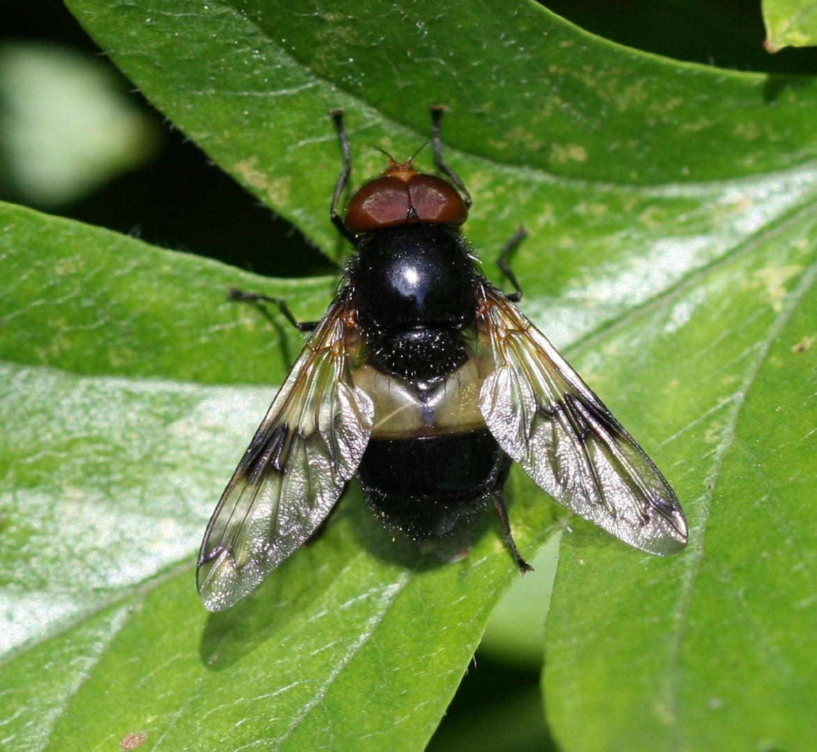 Pellucid fly How to identify it? - Picture Insect