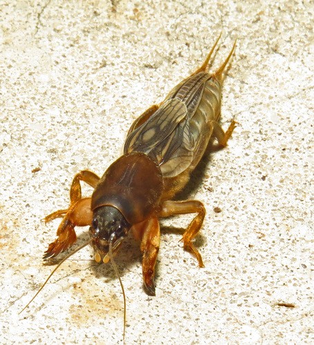 Grillo Topo del Norte (Neocurtilla hexadactyla) - Picture Insect