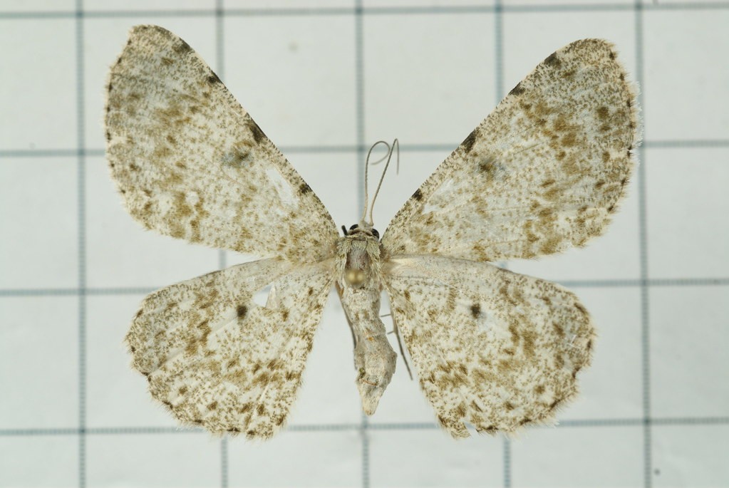 Catoria (Catoria) - Picture Insect