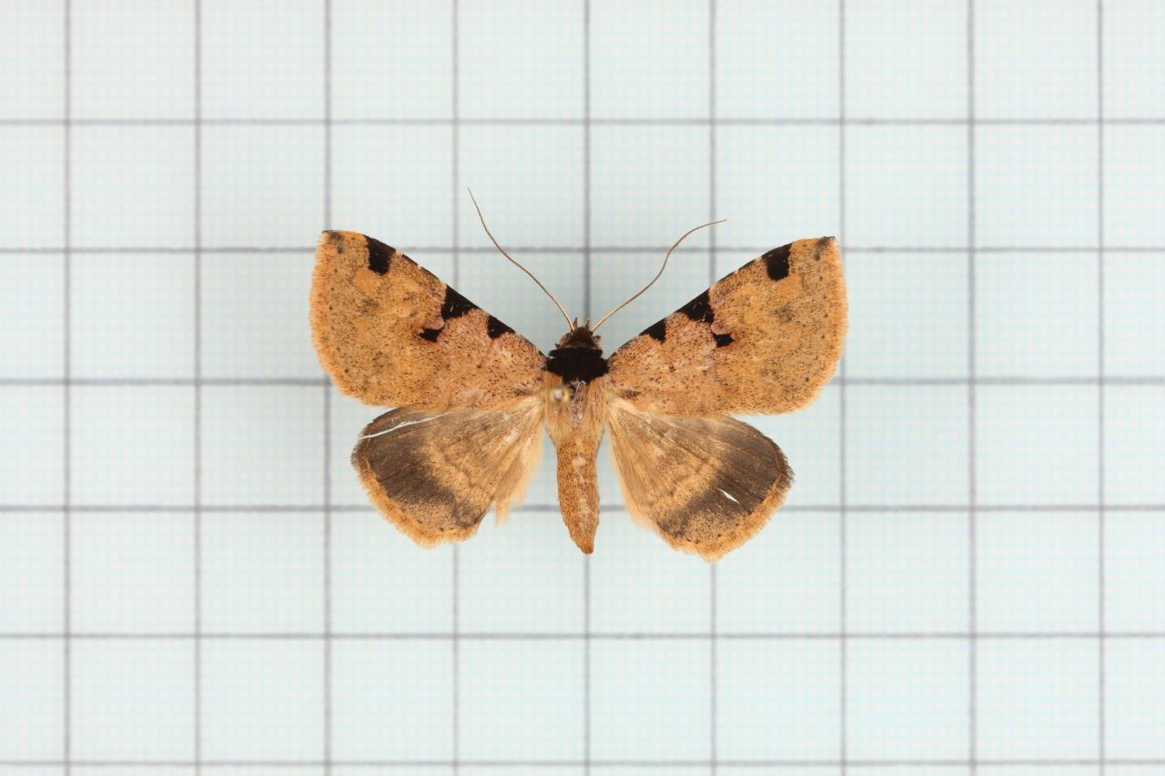 Rema costimacula (Rema costimacula) - Picture Insect
