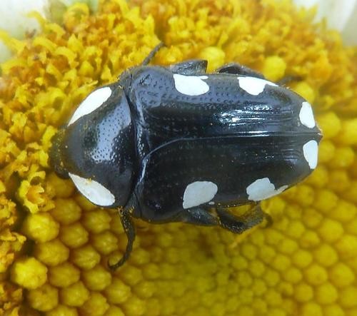 Mausoleopsis amabilis (Mausoleopsis amabilis) - Picture Insect