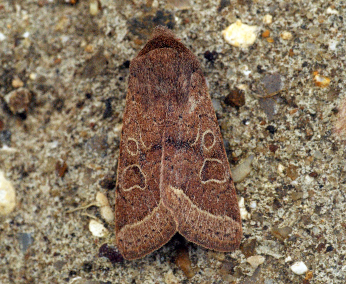 Orthosia cerasi (Orthosia cerasi) - Picture Insect