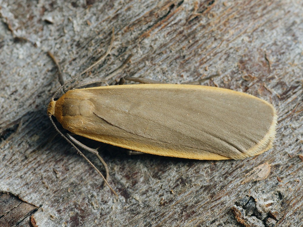 Eilema depressa (Eilema depressa) - Picture Insect