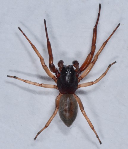 Trachelas (Trachelas) - Picture Insect