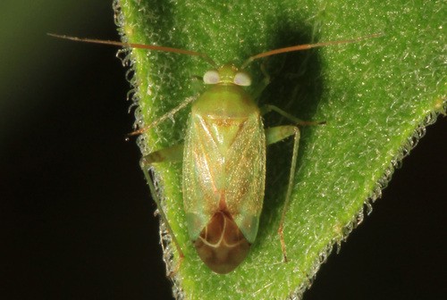 Taylorilygus (Taylorilygus) - Picture Insect