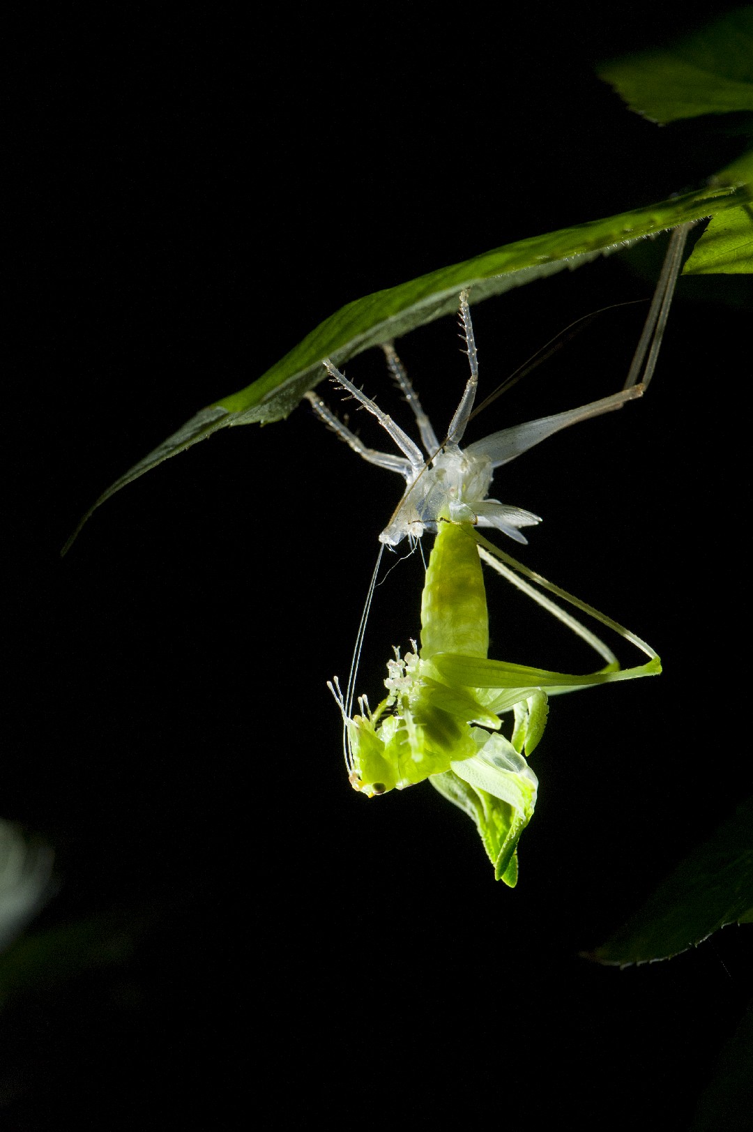 Hexacentrus (Hexacentrus) - Picture Insect