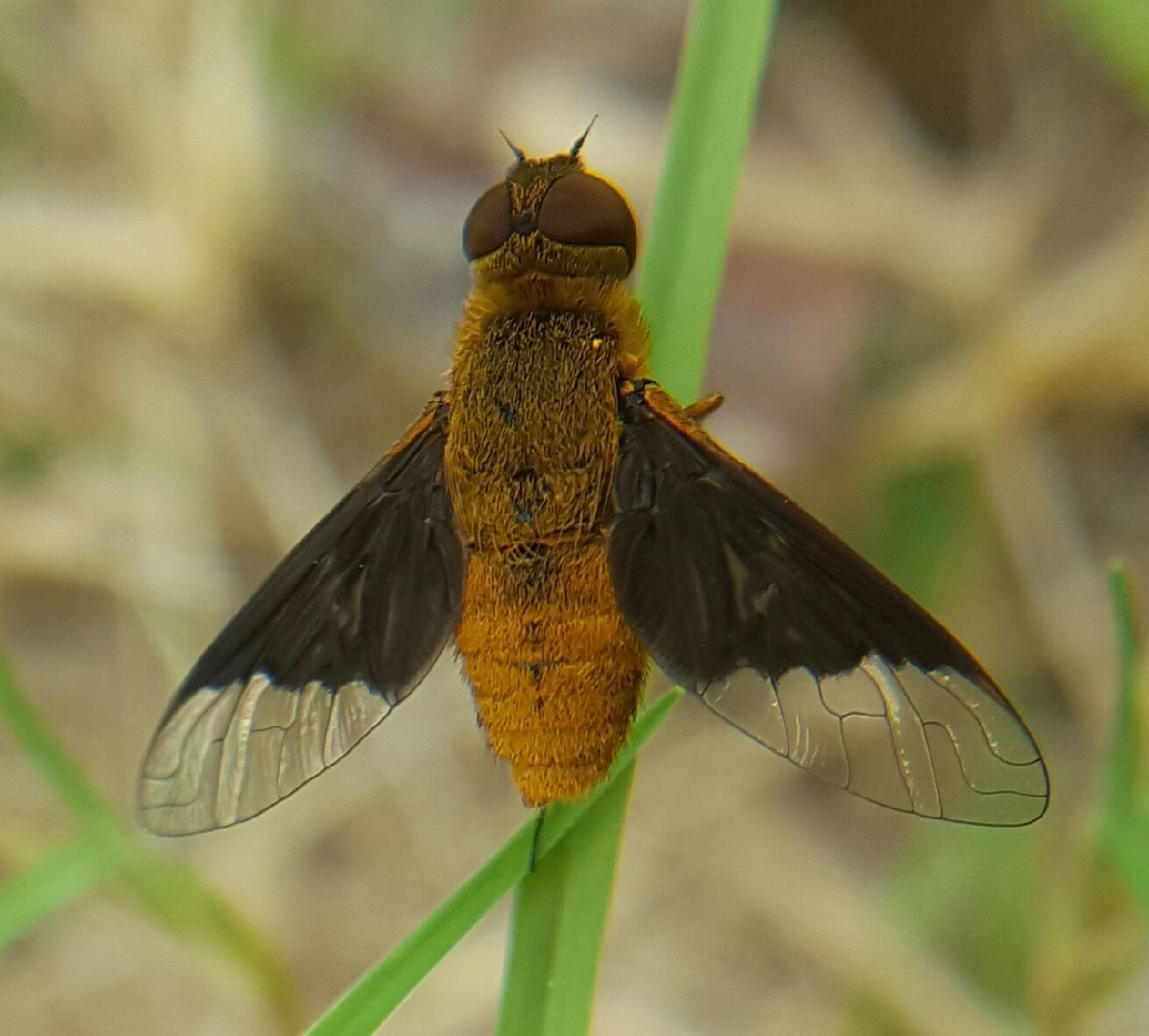Chrysanthrax cypris (Chrysanthrax cypris) - Picture Insect