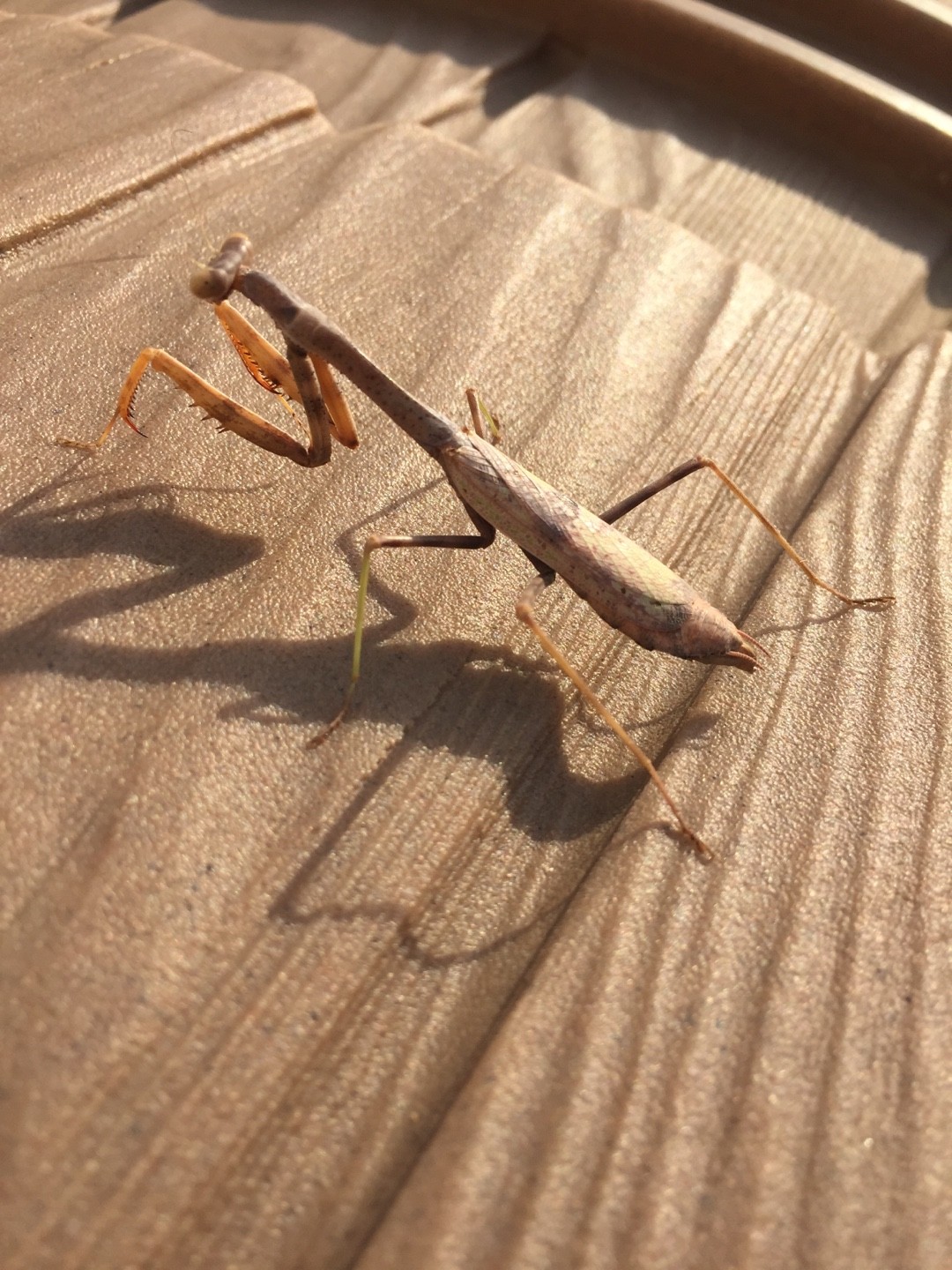 Stagmomantis (Stagmomantis) - Picture Insect