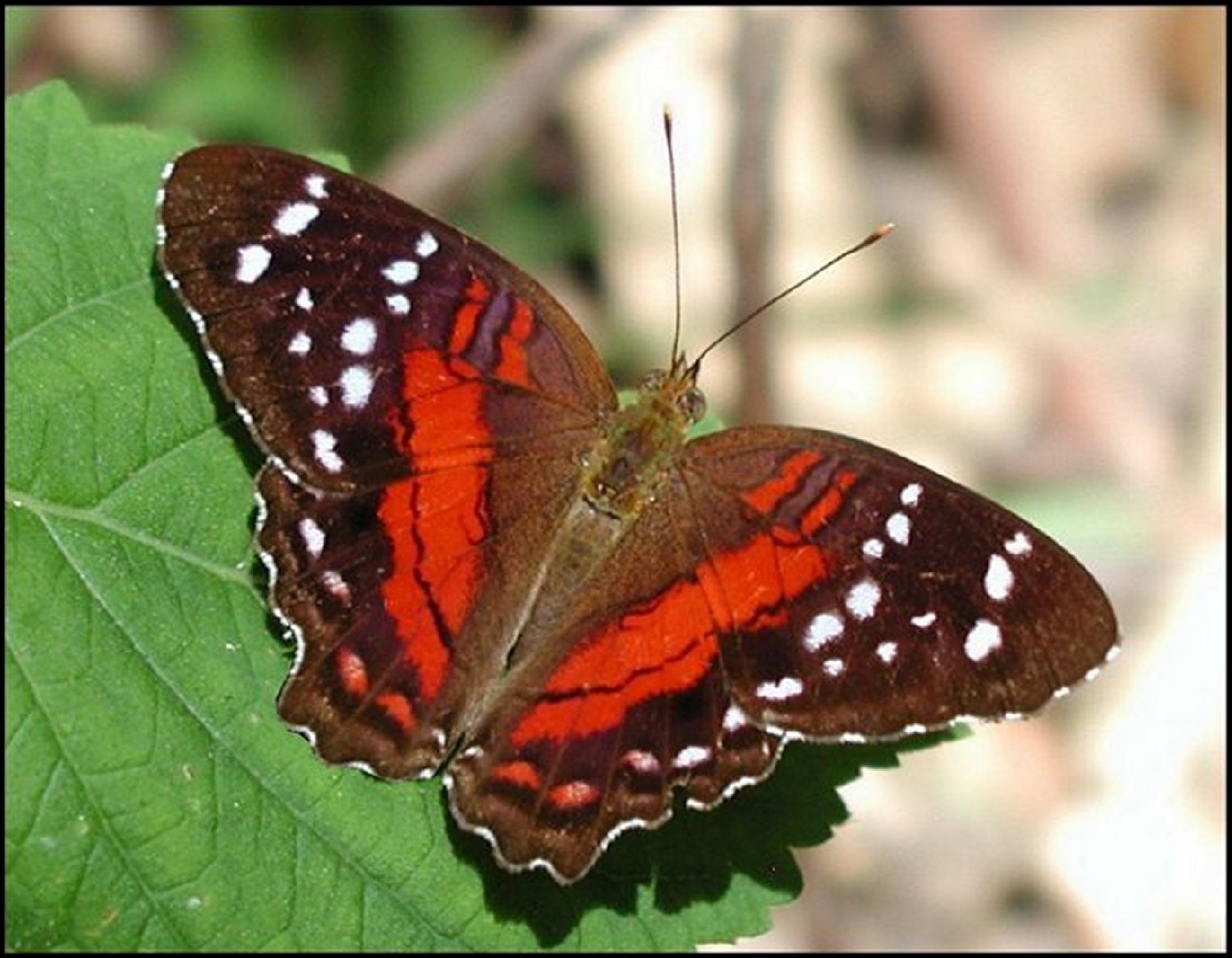 Mariposa pavoreal roja (Anartia amathea) - Picture Insect