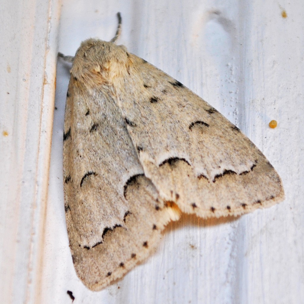 Acronicta innotata (Acronicta innotata) - Picture Insect