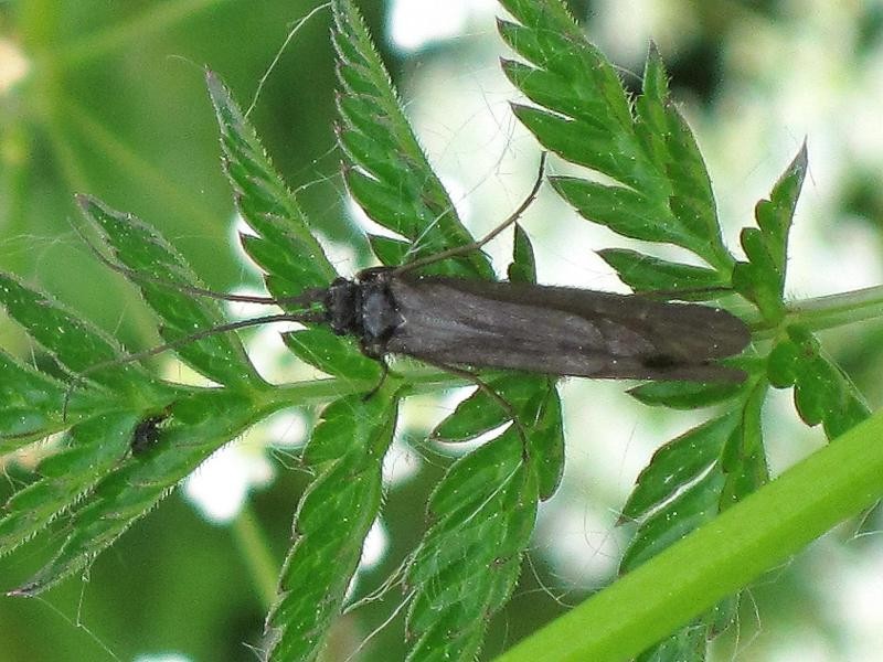 Notidobia (Notidobia) - Picture Insect