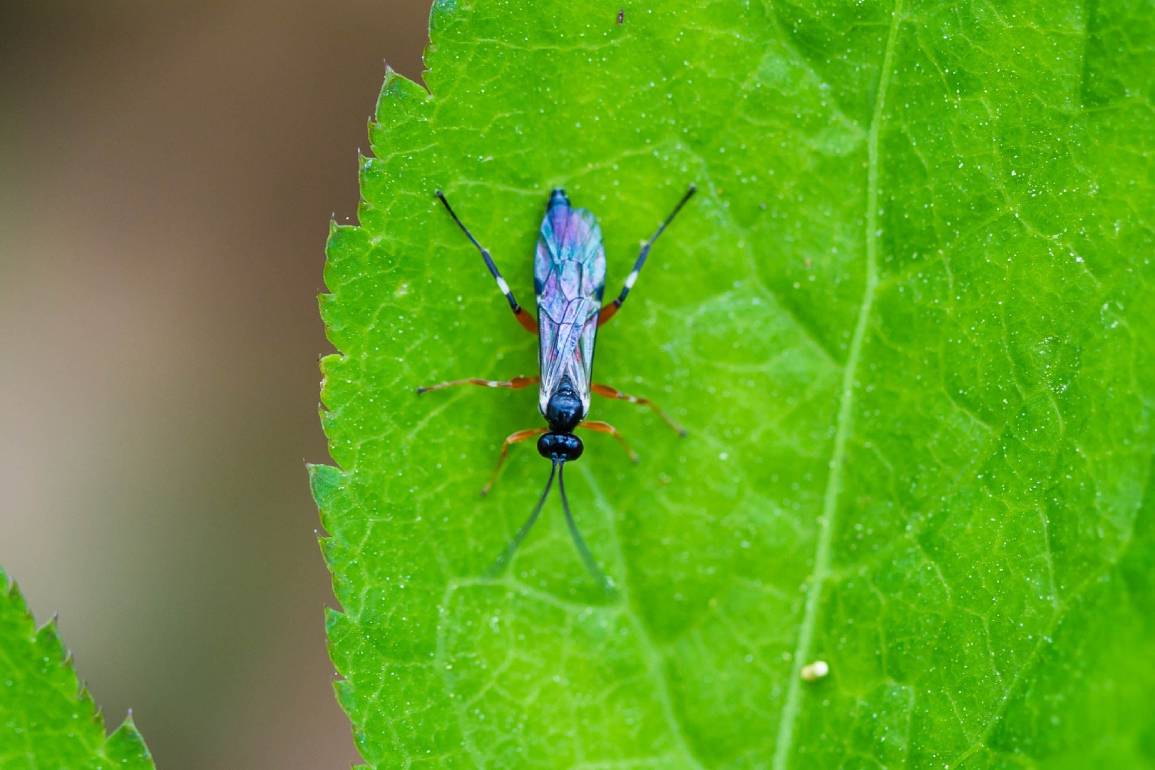 Picture Insect - (Diplazon laetatorius) Diplazon laetatorius