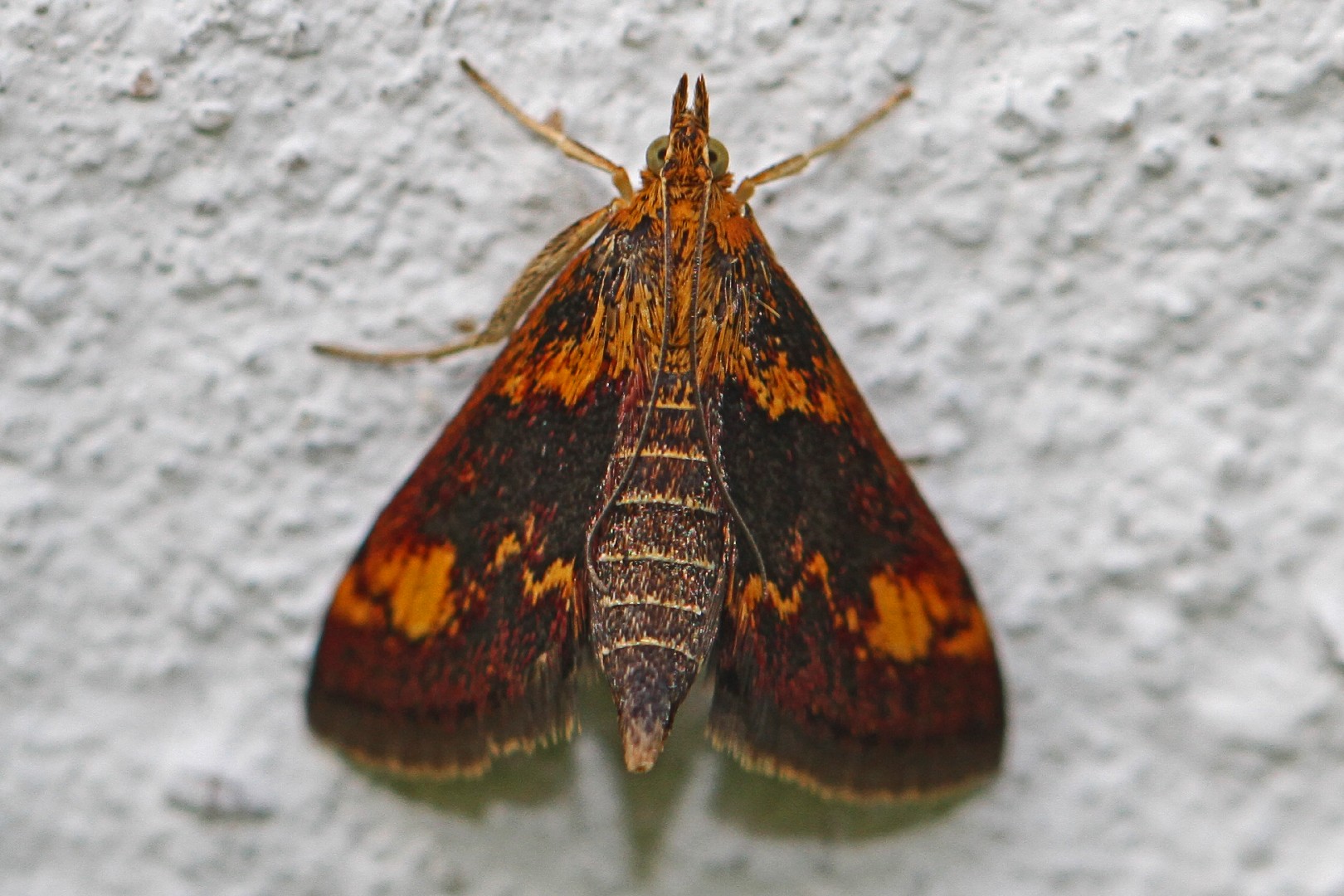 Pyrausta orphisalis (Pyrausta orphisalis) - Picture Insect