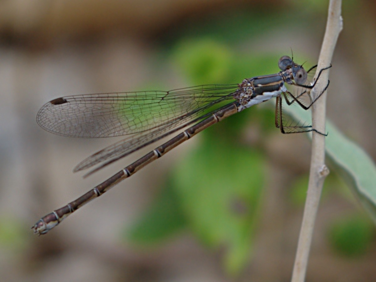 Lestes congener (Lestes congener) - Picture Insect