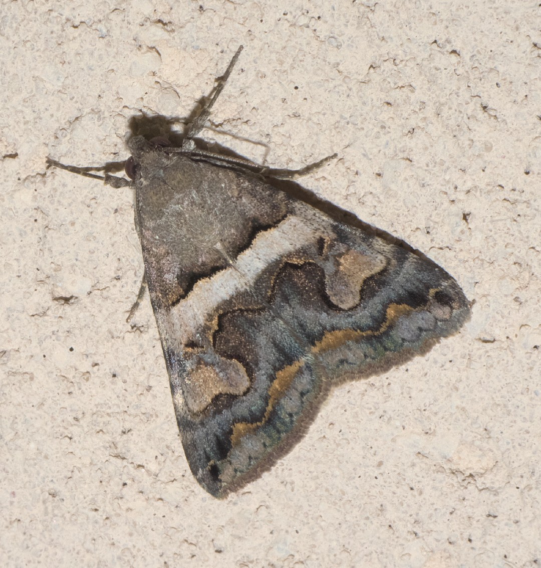 Bulia deducta (Bulia deducta) - Picture Insect