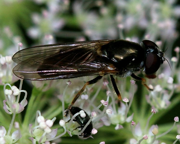 Cheilosia longula (Cheilosia longula) - Picture Insect