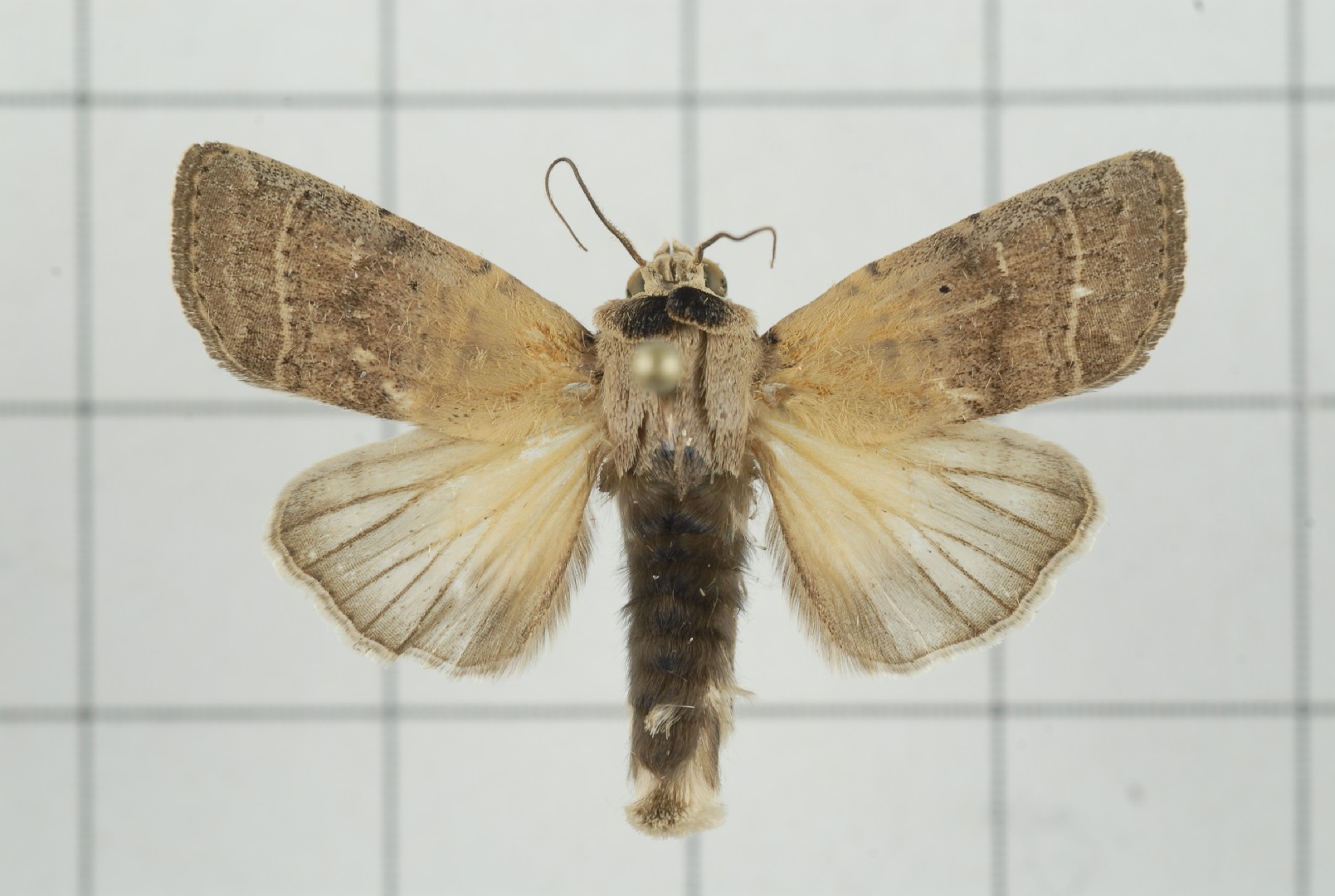 Athetis thoracica (Athetis thoracica) - Picture Insect