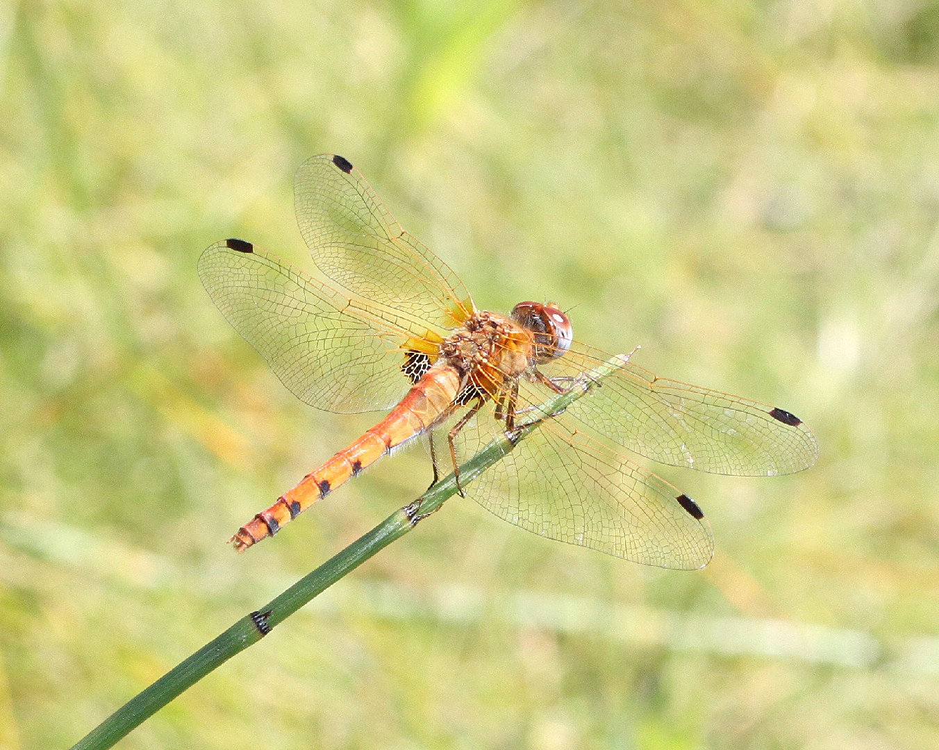 Sympetrum costiferum (Sympetrum costiferum) - Picture Insect