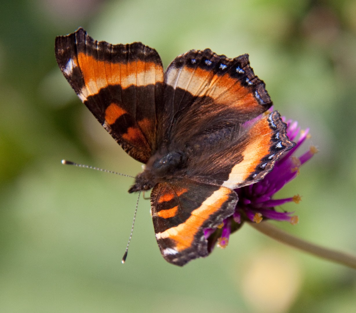 Petite vanesse (Aglais milberti) - Picture Insect