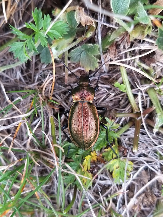 Carabus arcensis (Carabus arcensis) - Picture Insect