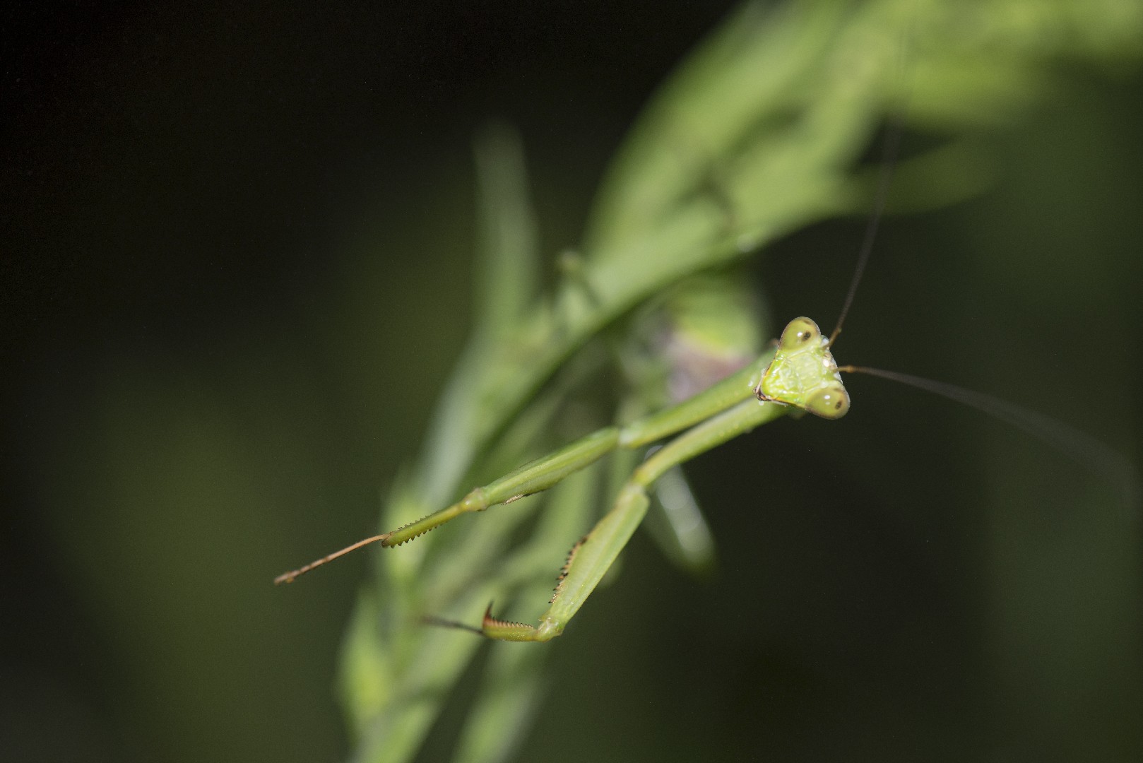 Hierodula formosana (Hierodula formosana) - Picture Insect