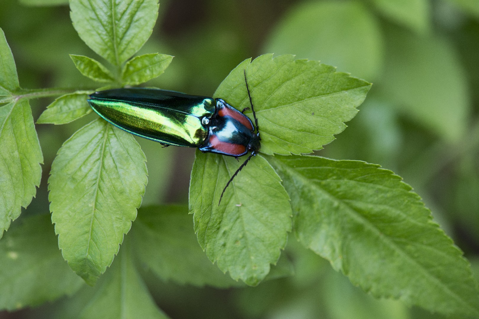 Campsosternus (Campsosternus) - Picture Insect