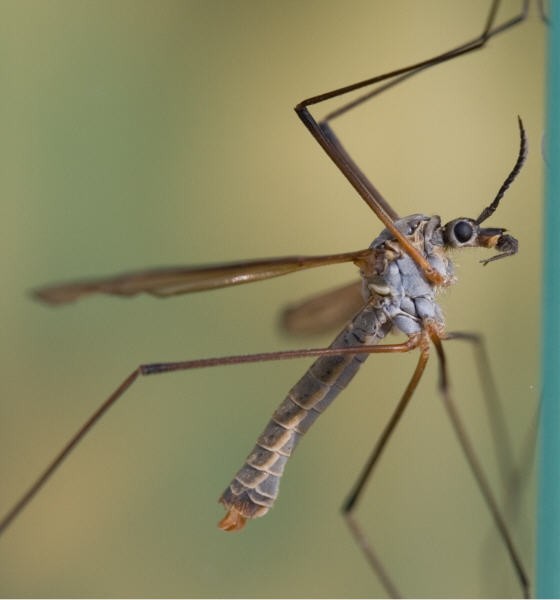 Prionocera turcica (Prionocera turcica) - Picture Insect