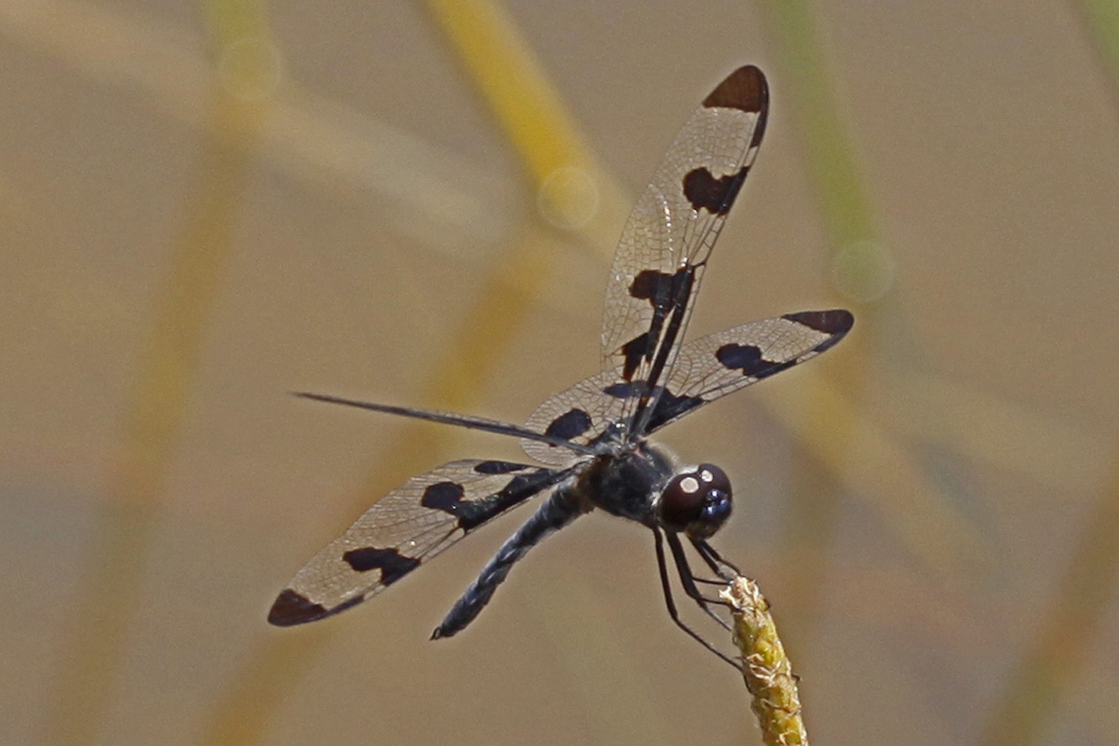 Celithemis fasciata (Celithemis fasciata) - Picture Insect
