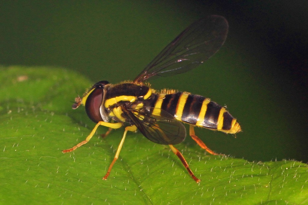 Xanthogramma flavipes (Xanthogramma flavipes) - Picture Insect