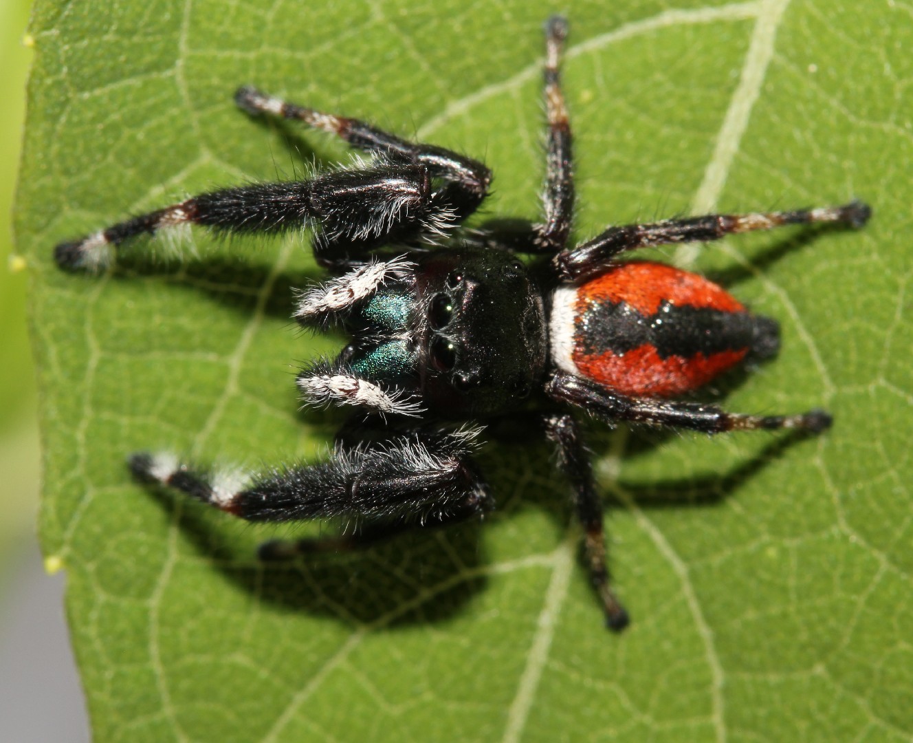 Phidippus clarus (Phidippus clarus) - Picture Insect