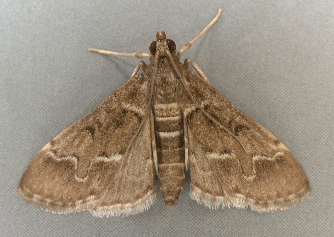 Duponchelia fovealis (Duponchelia fovealis) - Picture Insect