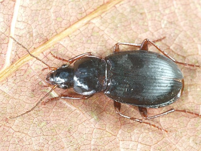 Calathus rotundicollis (Calathus rotundicollis) - Picture Insect