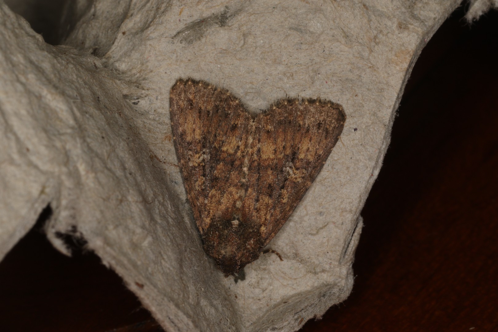 Condica (Condica) - Picture Insect