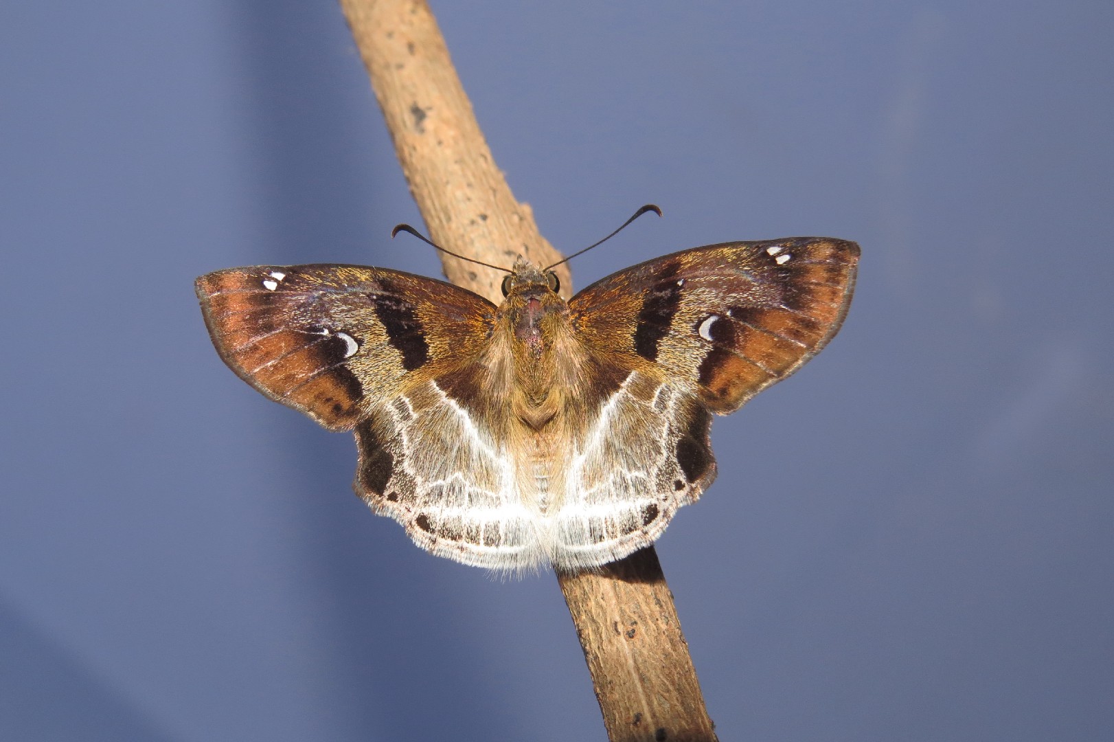 Odontoptilum (Odontoptilum) - Picture Insect