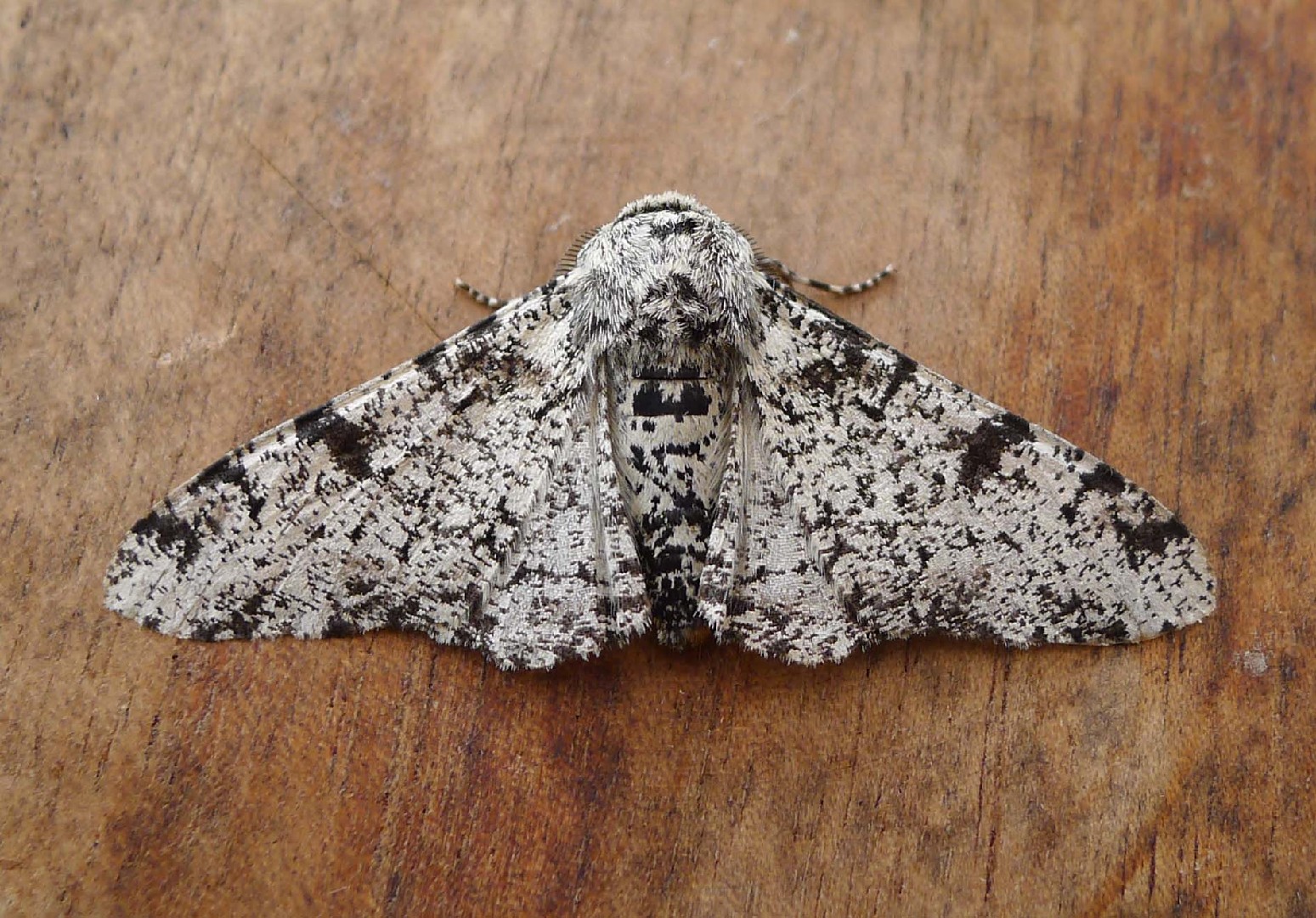 Biston (Biston) - Picture Insect