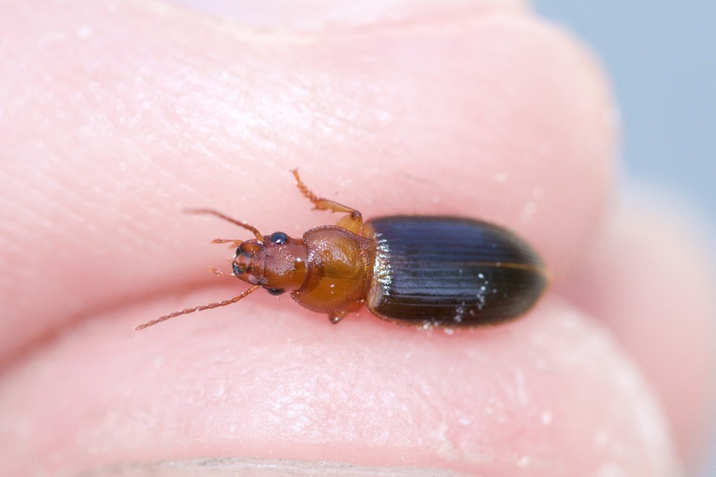 Ophonus (Ophonus) - Picture Insect