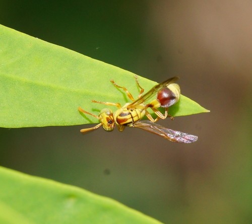 Ropalidia (Ropalidia) - Picture Insect