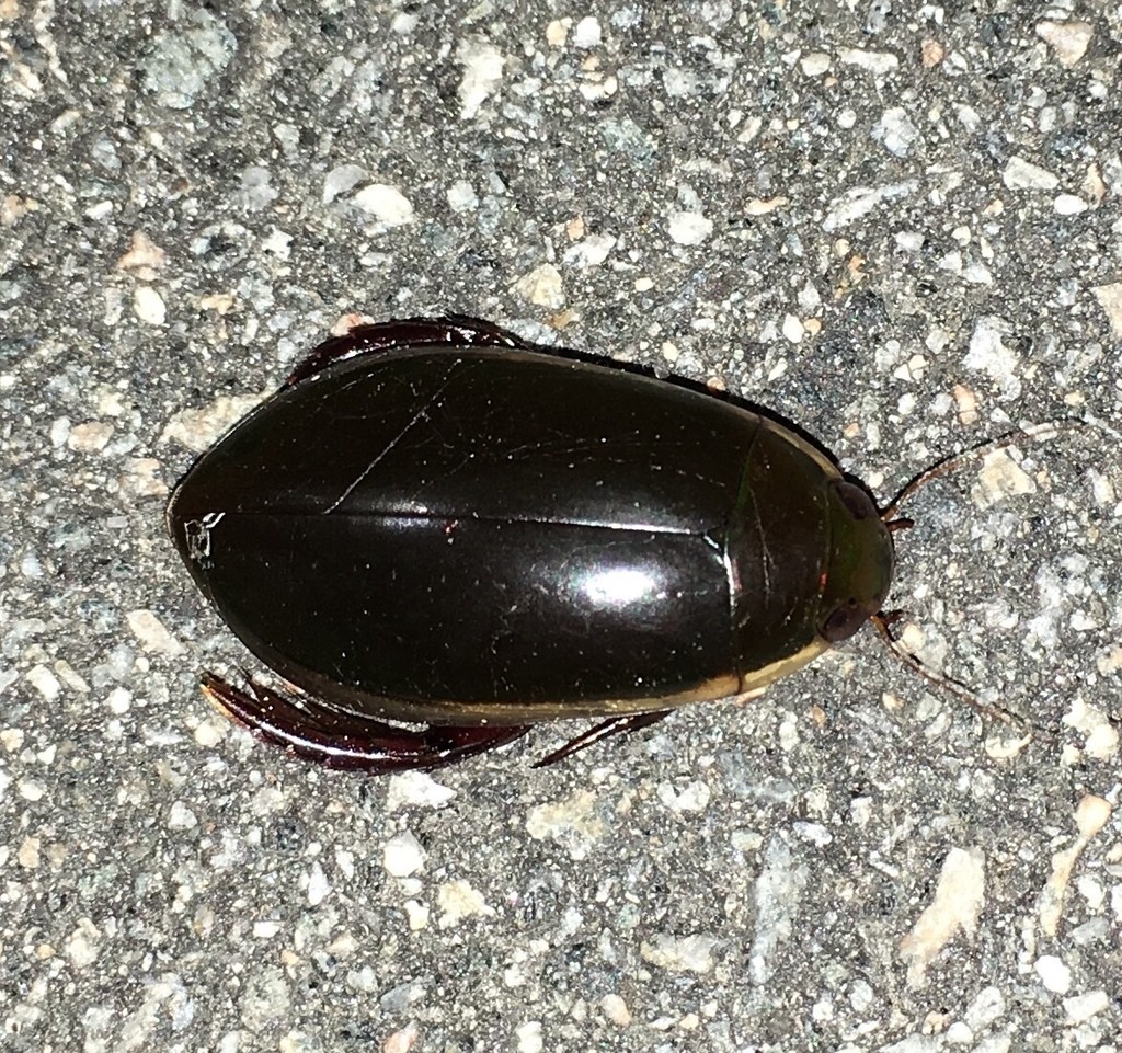 Cybister fimbriolatus (Cybister fimbriolatus) - Picture Insect