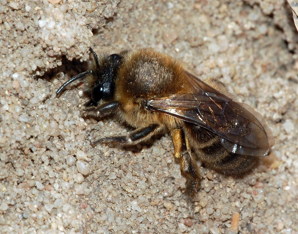 Plasterer bees (Colletes) - Picture Insect