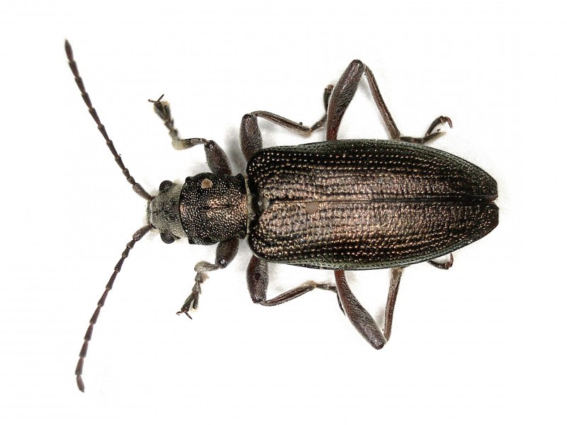 Donacia semicuprea (Donacia semicuprea) - Picture Insect