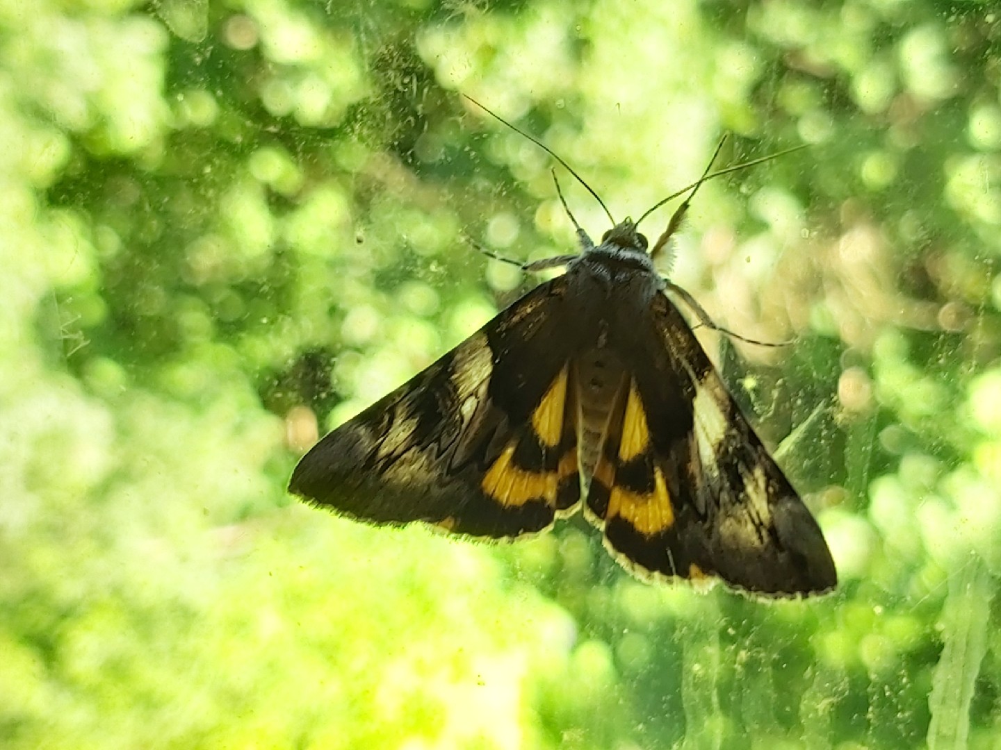 Catocala fulminea (Catocala fulminea) - Picture Insect