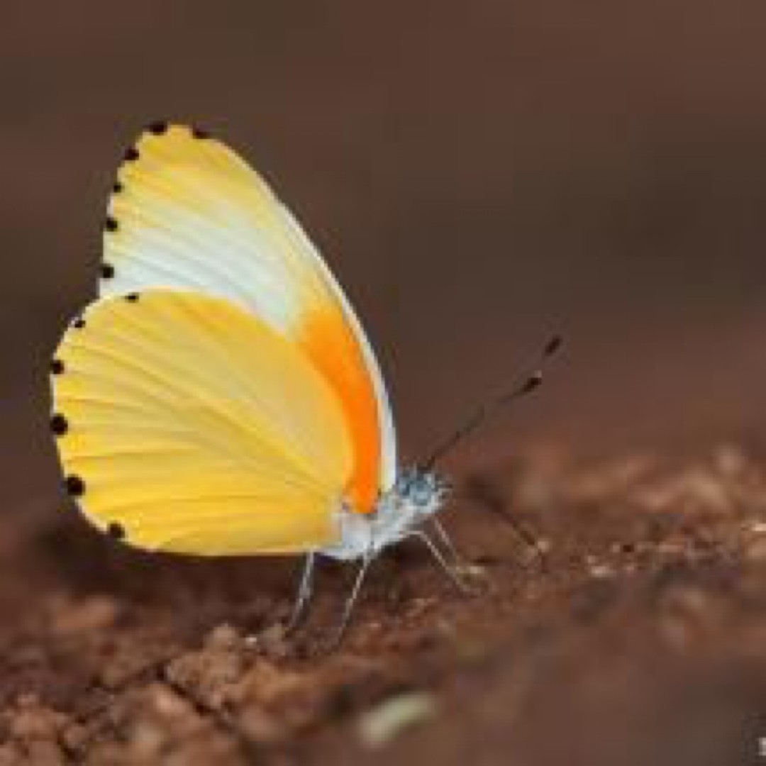 Mylothris agathina (Mylothris agathina) - Picture Insect